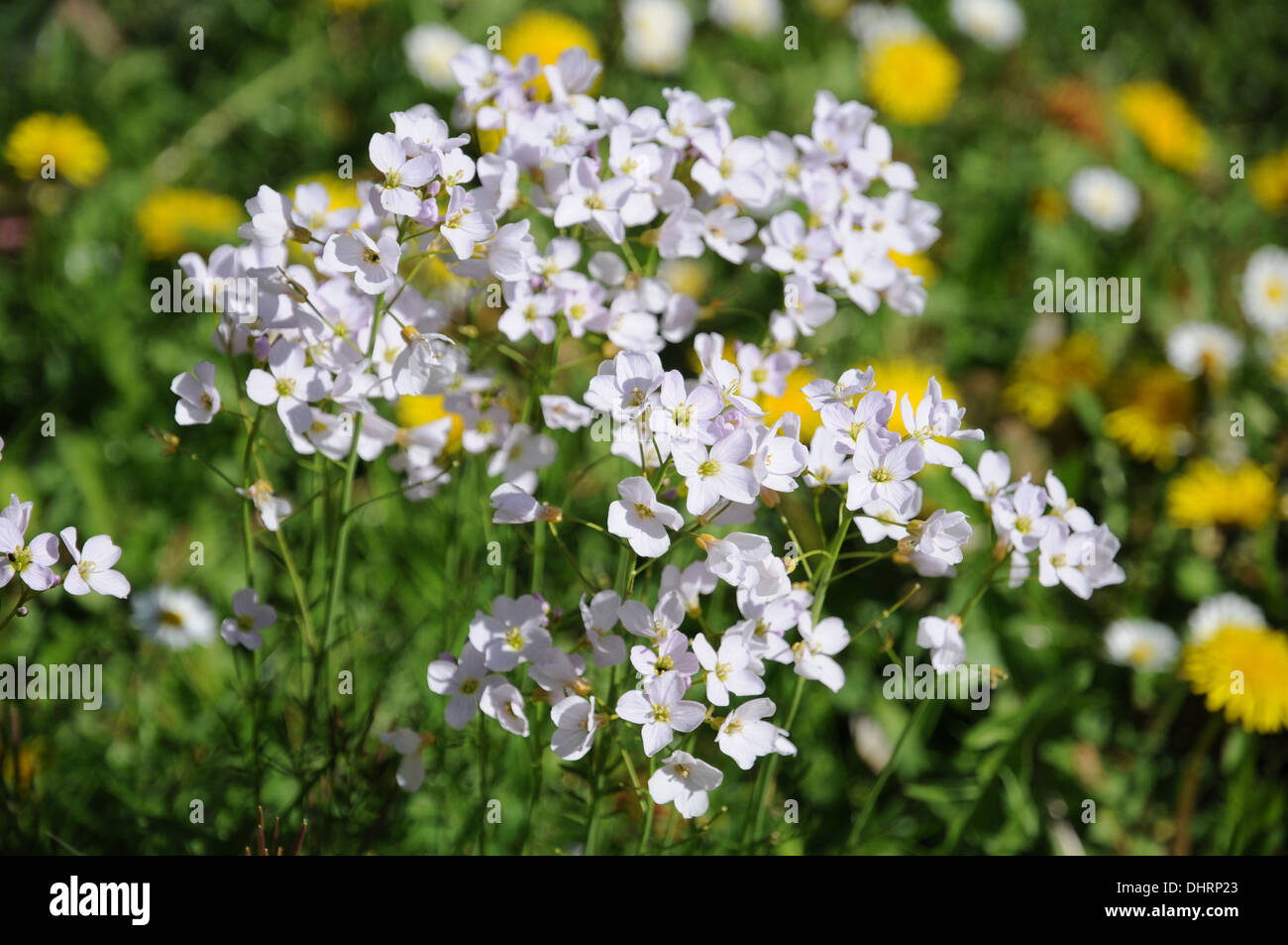 Meadow ladies smock hi-res stock photography and images - Alamy