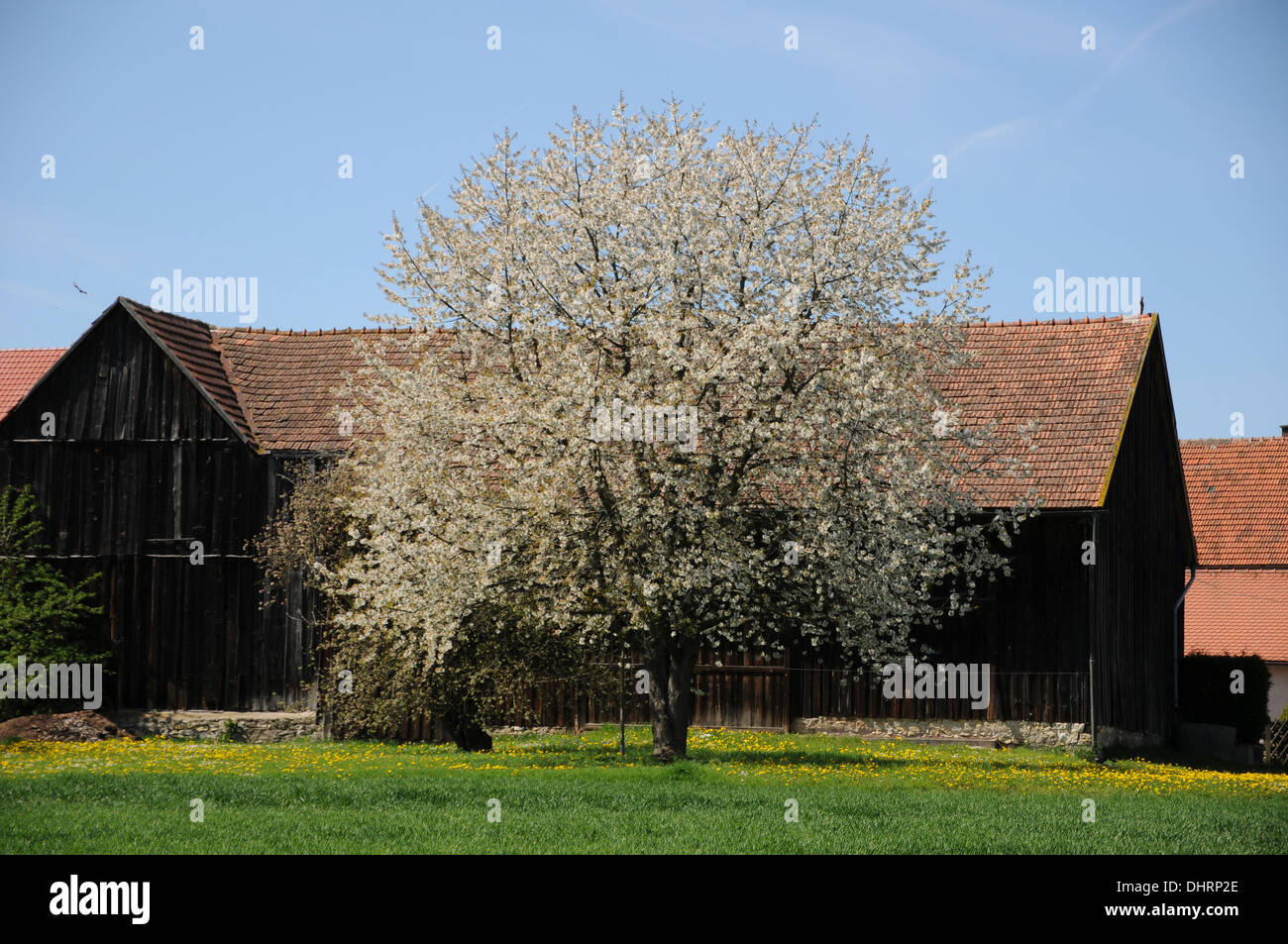 Sweet cherry tree Stock Photo - Alamy