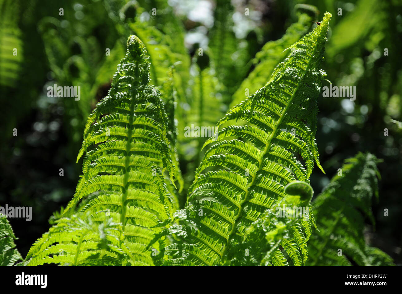 Straussenfarn garten hi-res stock photography and images - Alamy