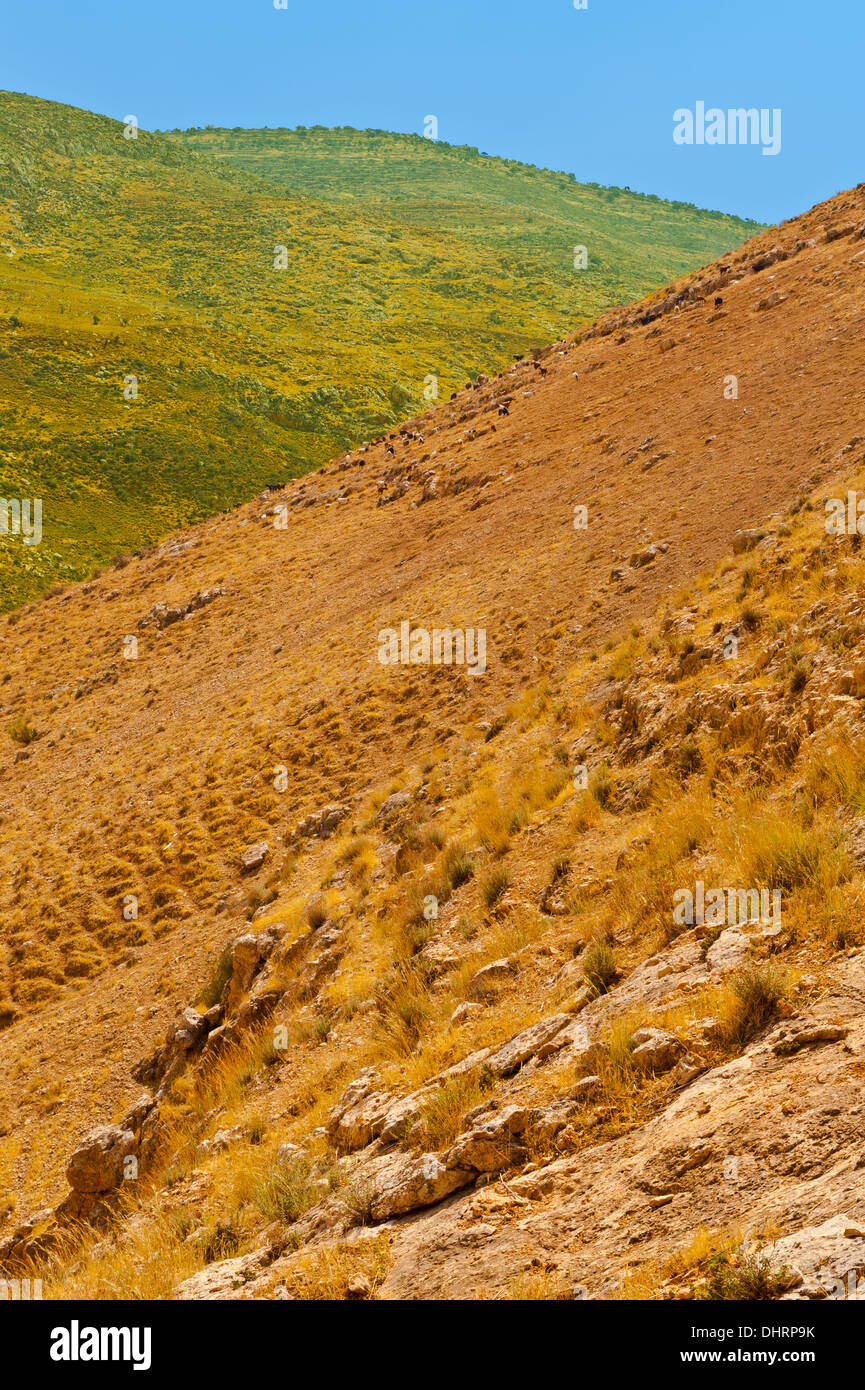 Goats in Samaria Stock Photo - Alamy