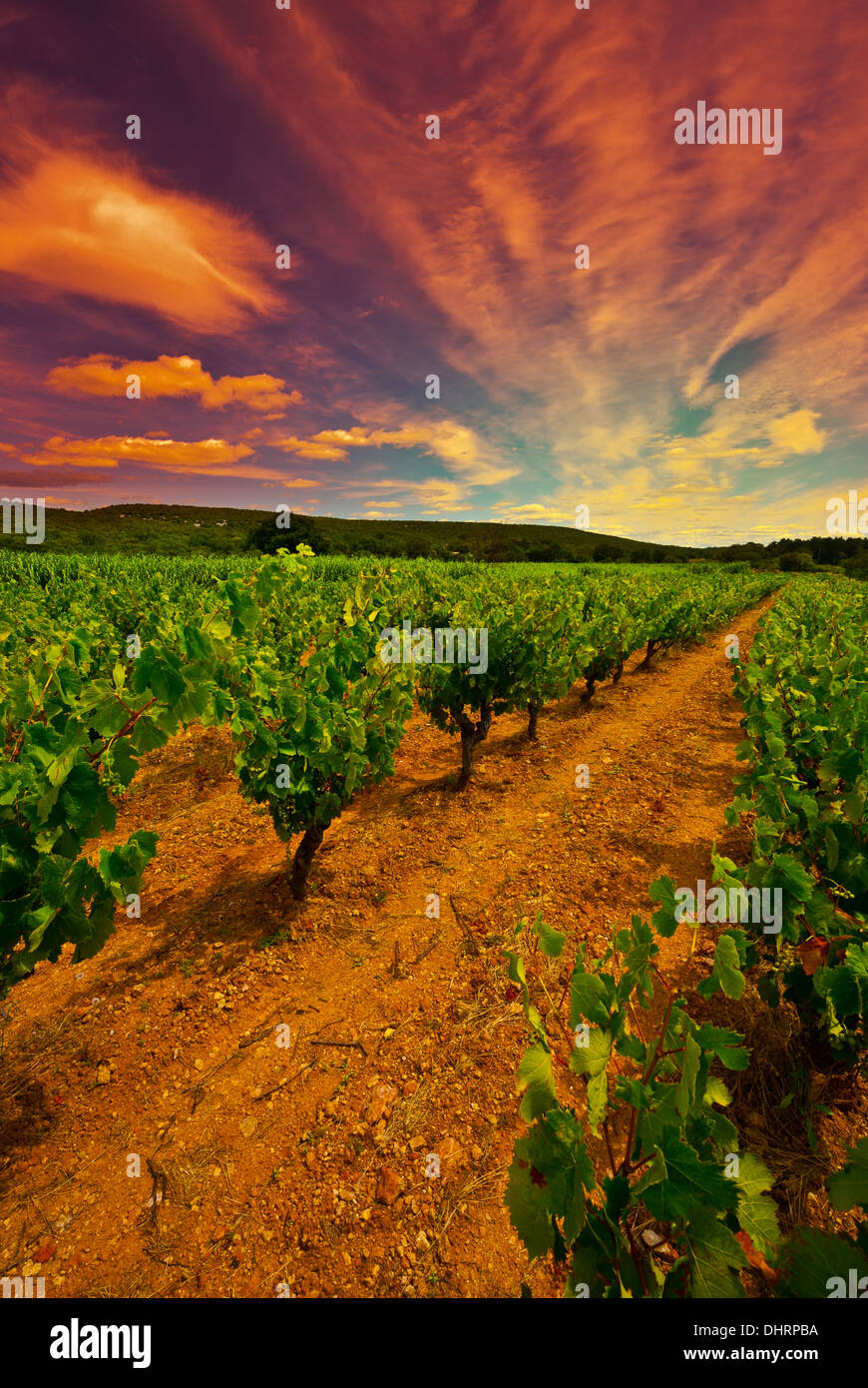 Twilight vineyard hi-res stock photography and images - Alamy