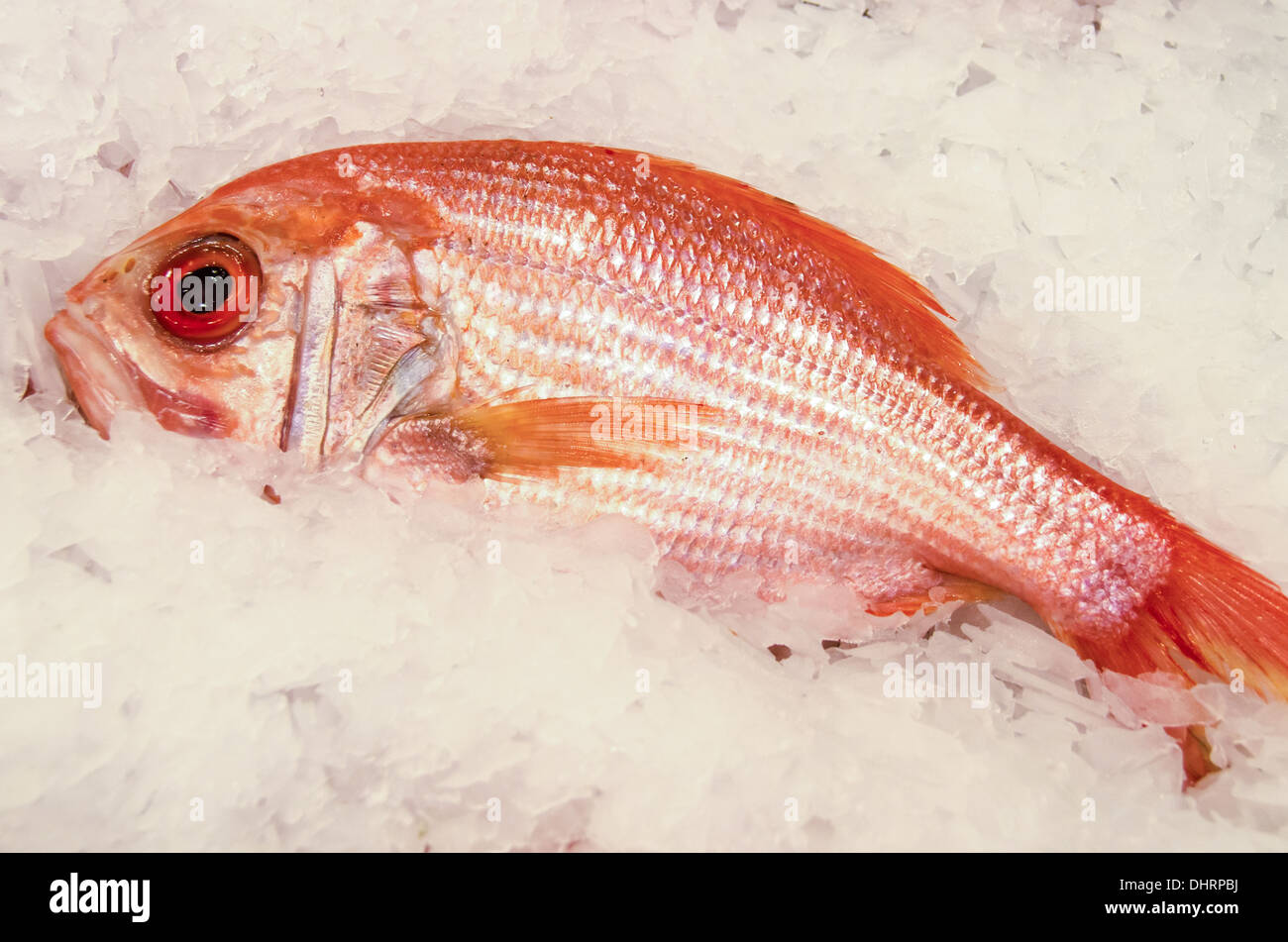 Fisherman red snapper hi-res stock photography and images - Alamy