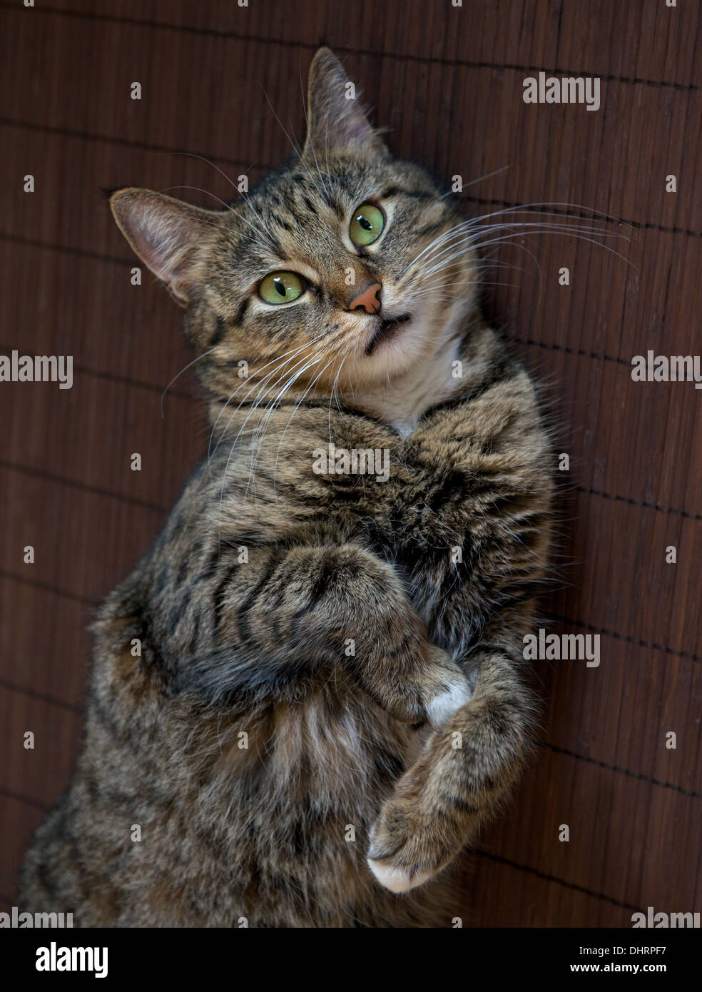 Curious cat looking up Stock Photo - Alamy
