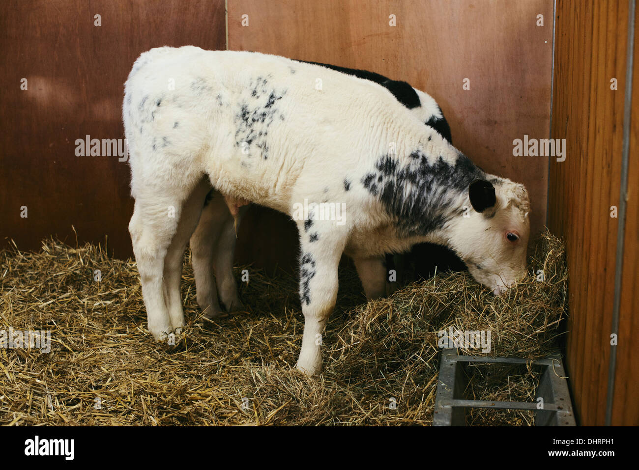 Calves Feeding on Somerset Farm Stock Photo - Alamy