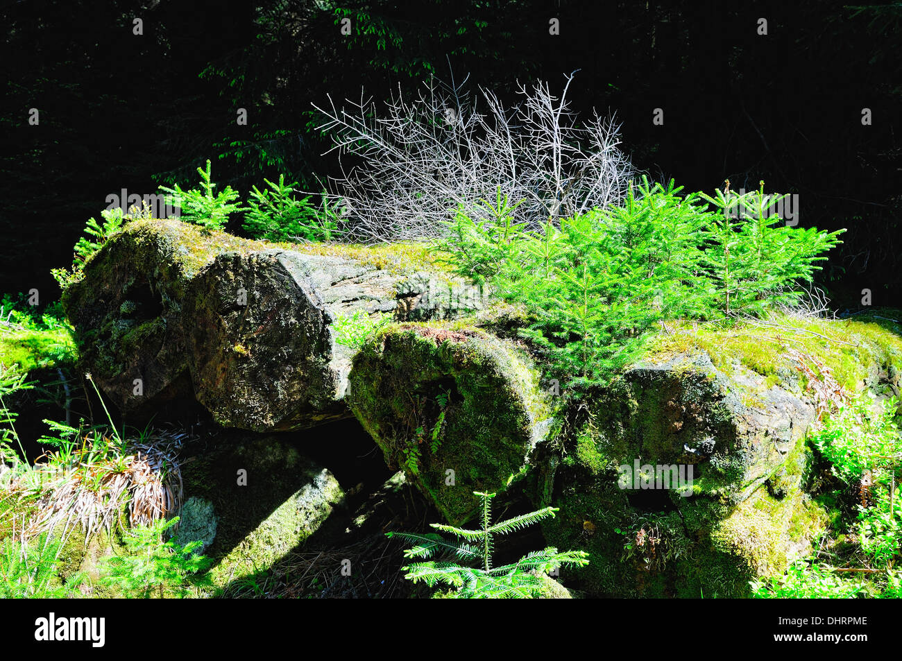 Growth cycle hi-res stock photography and images - Alamy