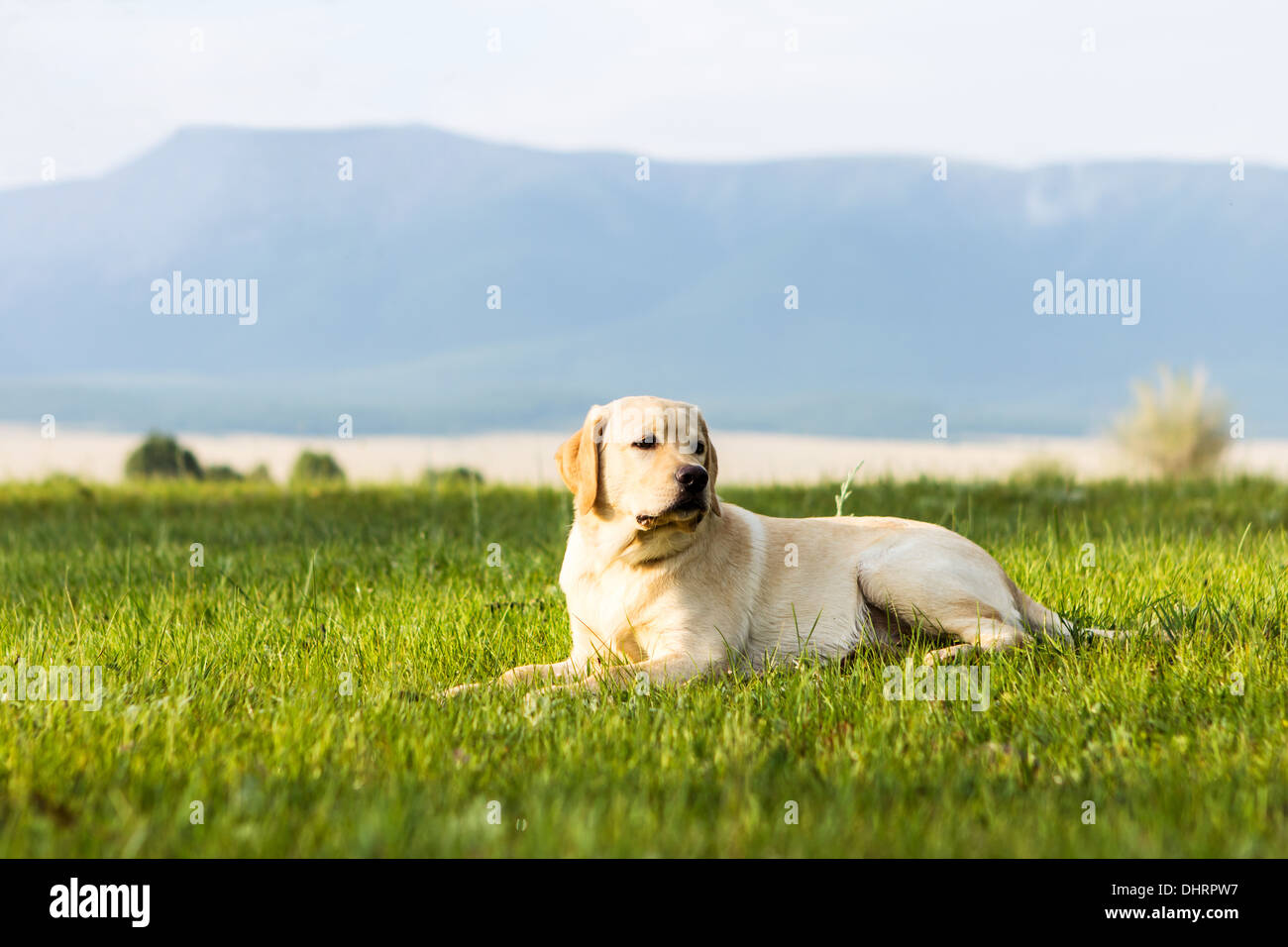 Altai dog hi-res stock photography and images - Alamy