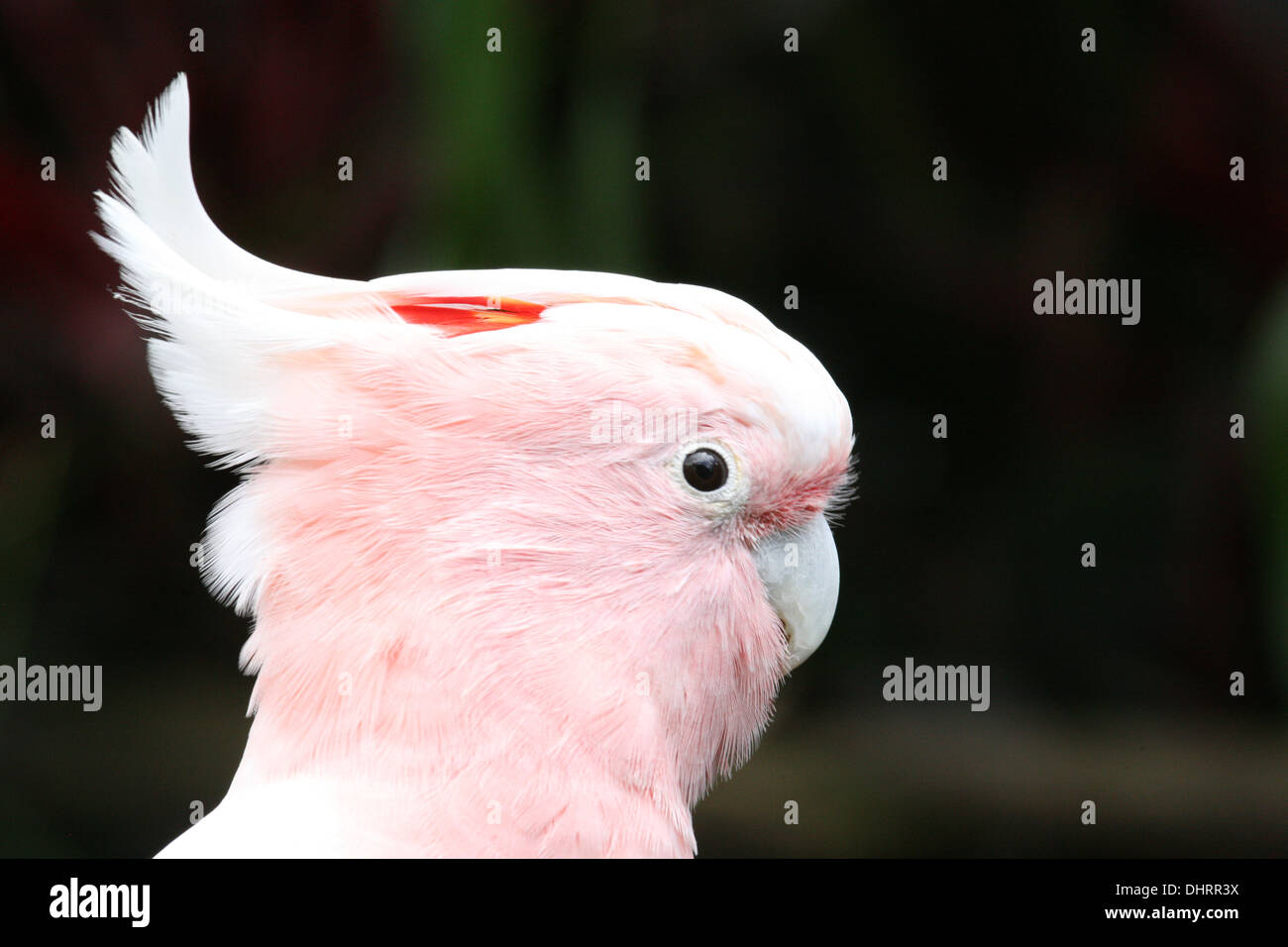 Pink cockatoo hi-res stock photography and images - Alamy