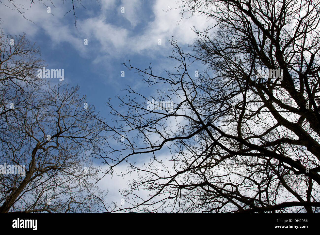 Branches like fingers hi-res stock photography and images - Alamy