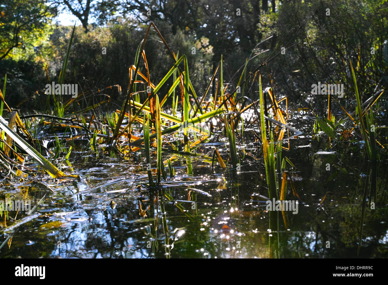 Reeds reflecting in pond hi-res stock photography and images - Alamy