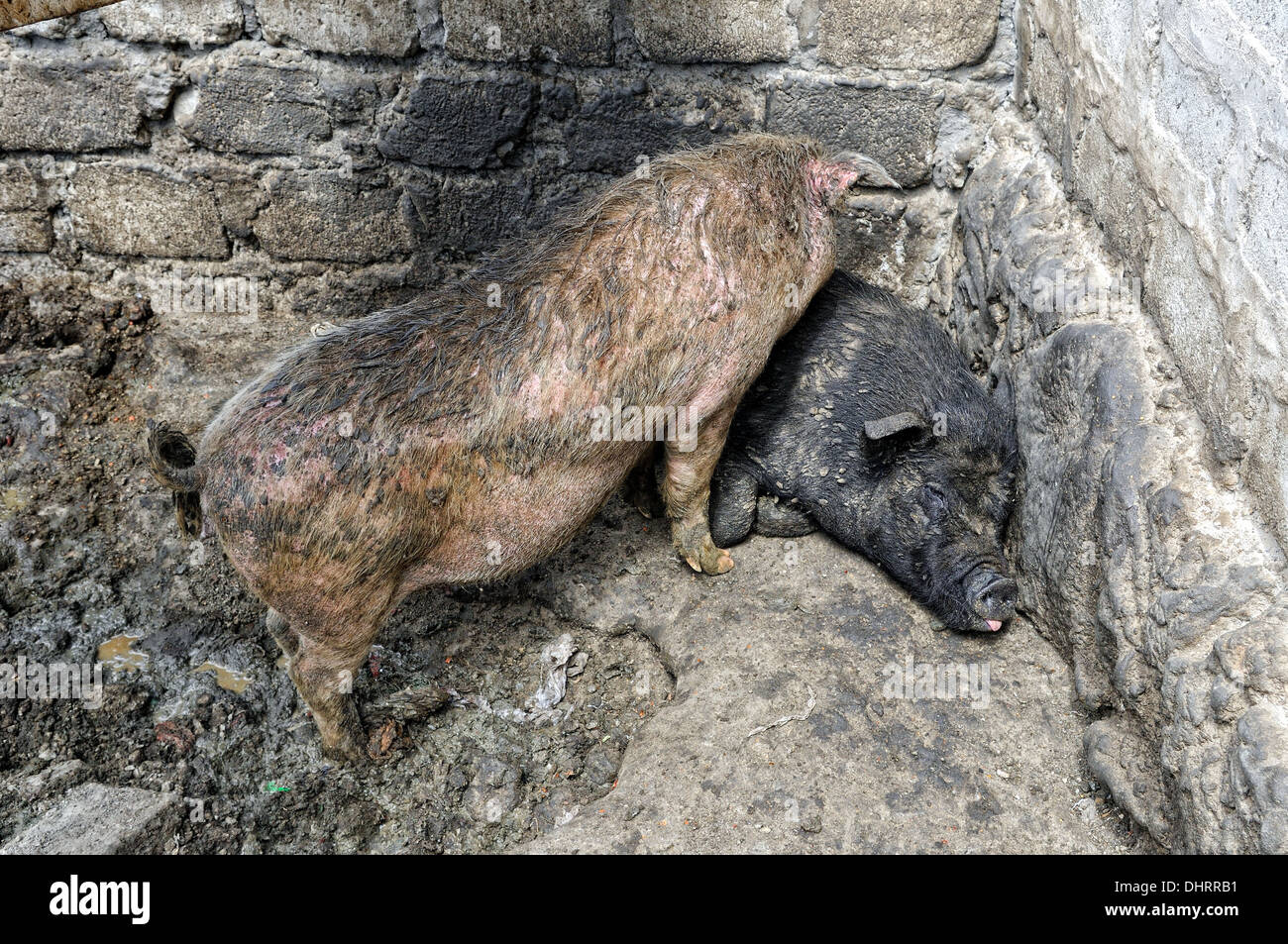 pigsty Stock Photo: 62603493 - Alamy