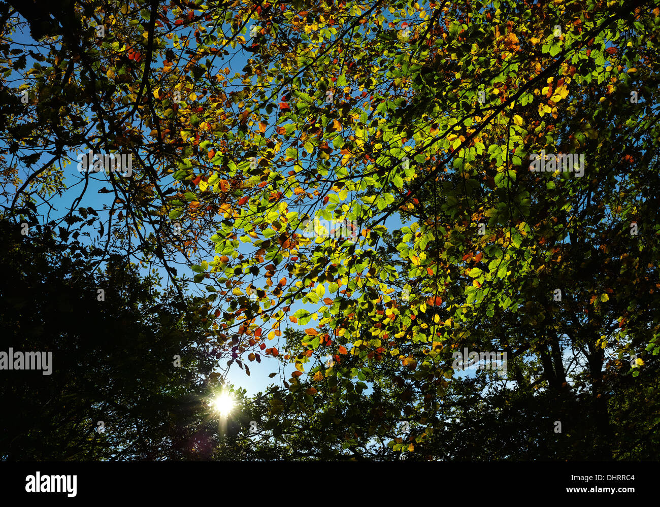 Sunlight leaves hi-res stock photography and images - Alamy