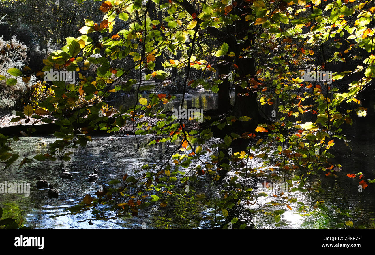 reflections on water with Autumn leaves Stock Photo - Alamy