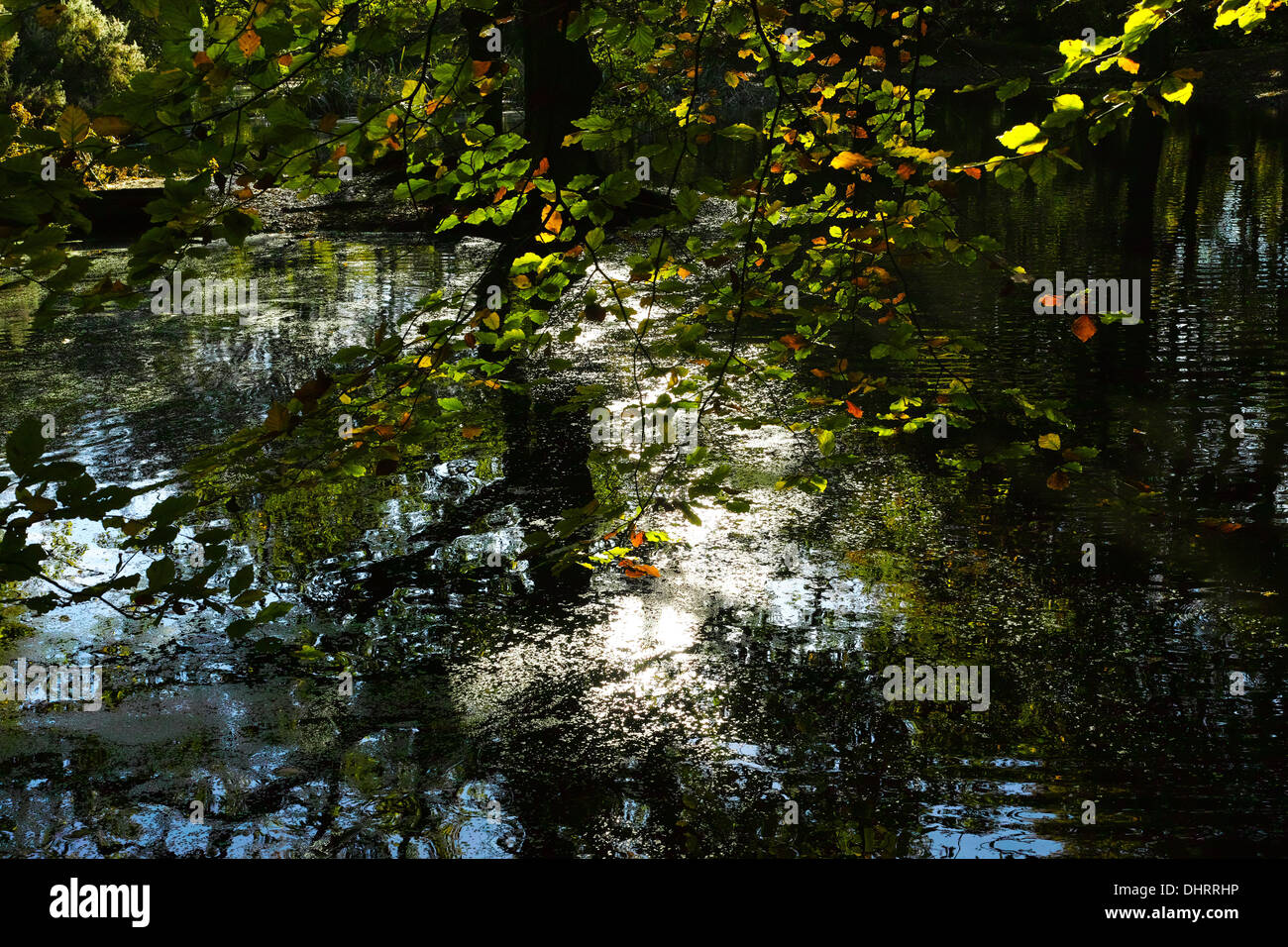Leaves reflections hi-res stock photography and images - Alamy