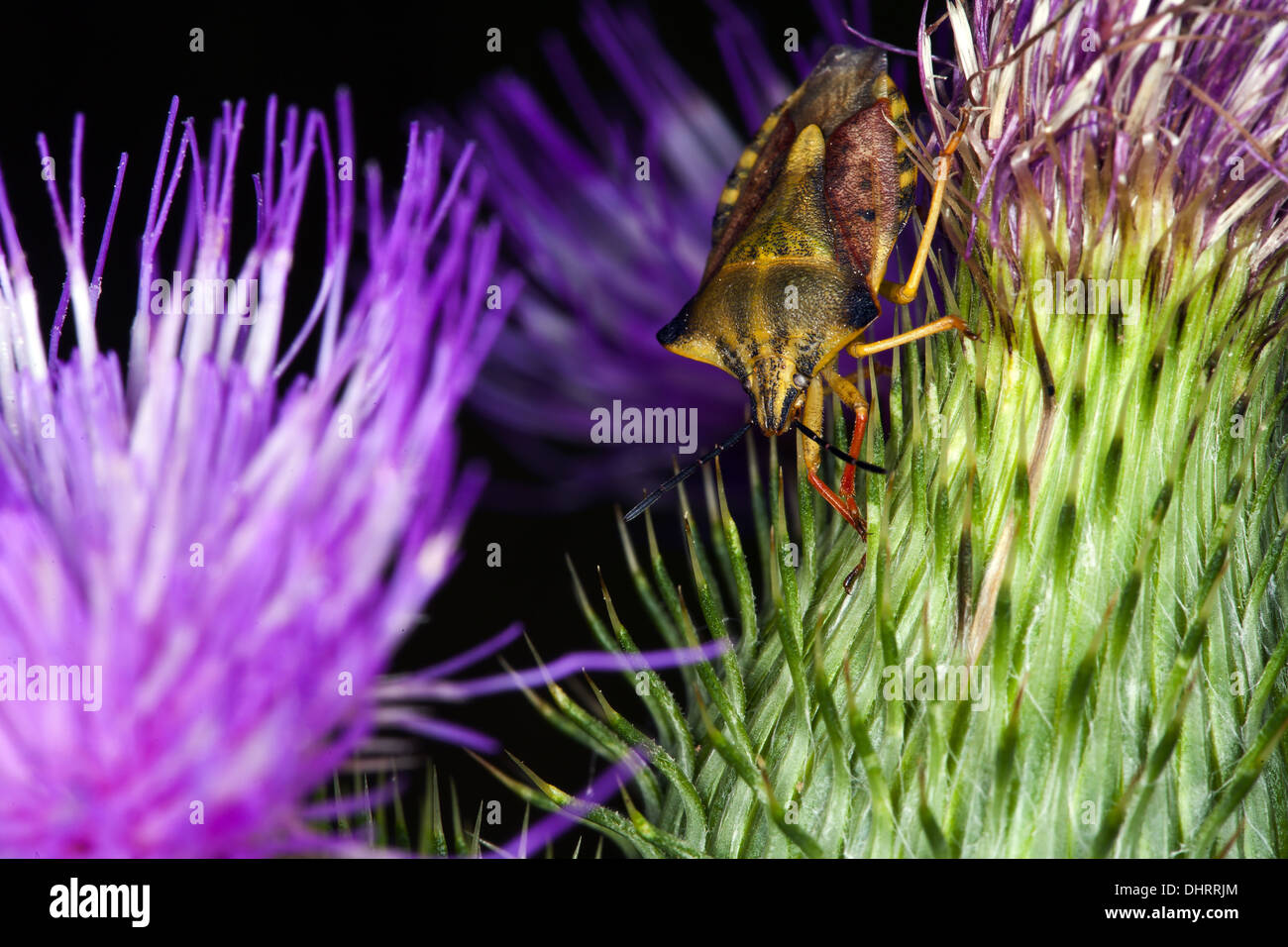 Bug species hi-res stock photography and images - Alamy
