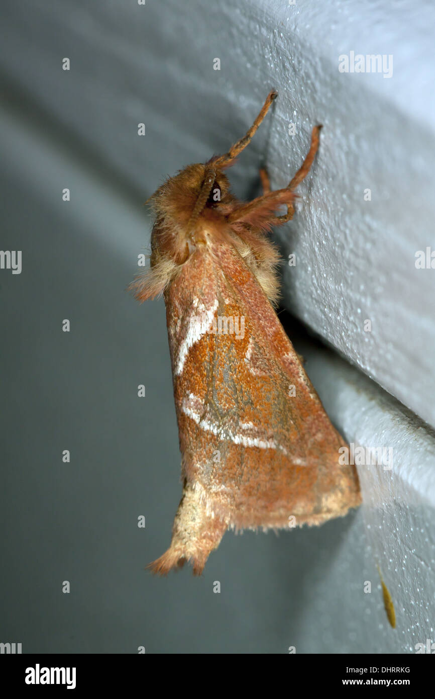 Orange swift, Trioda sylvina Stock Photo - Alamy