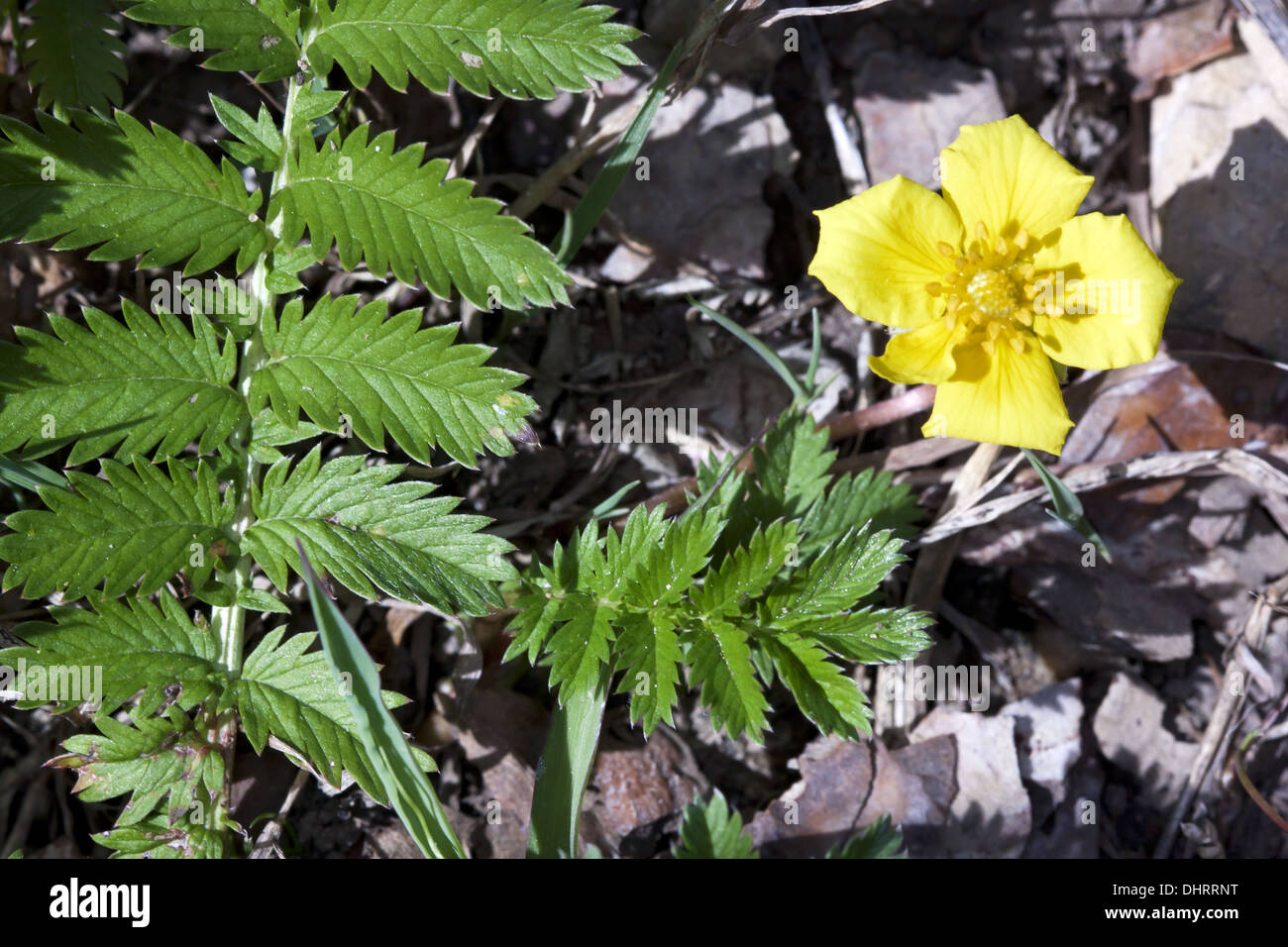Silverweed Herb High Resolution Stock Photography and Images - Alamy