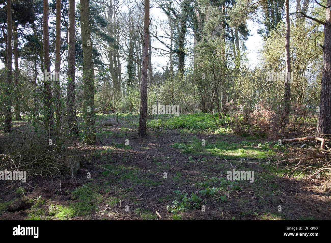 Pathway through a forest Stock Photo - Alamy