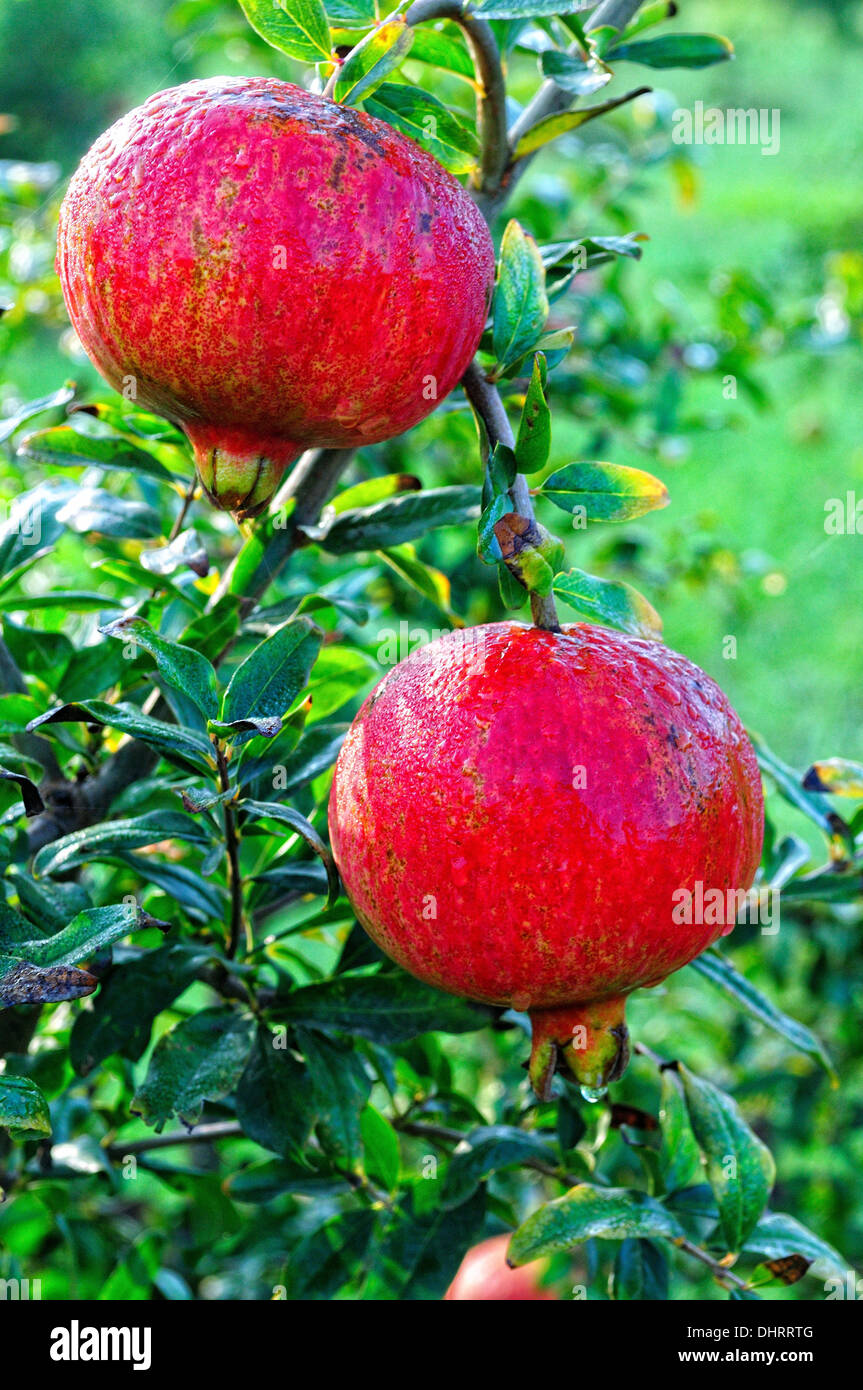 Granat apple hi-res stock photography and images - Alamy