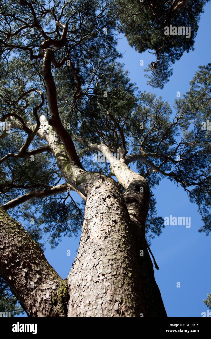 Tall trees stand hi-res stock photography and images - Alamy