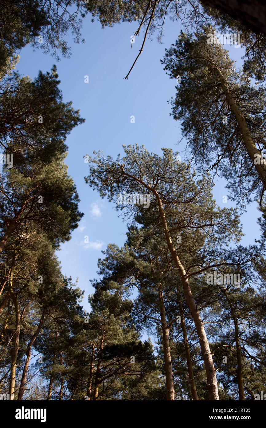Tall trees stand hi-res stock photography and images - Alamy