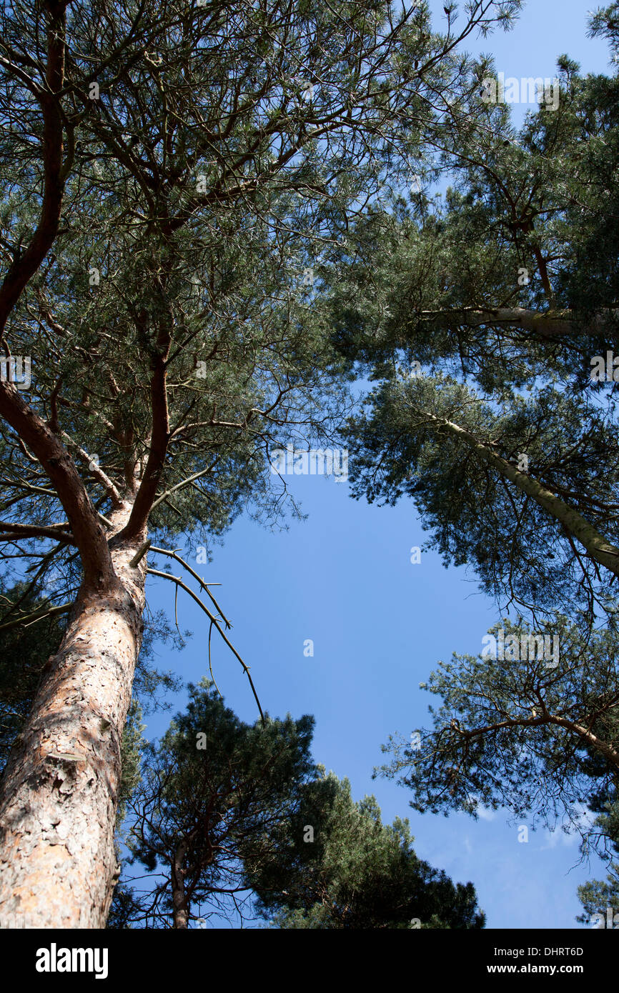 Pinus pinaceae hi-res stock photography and images - Alamy