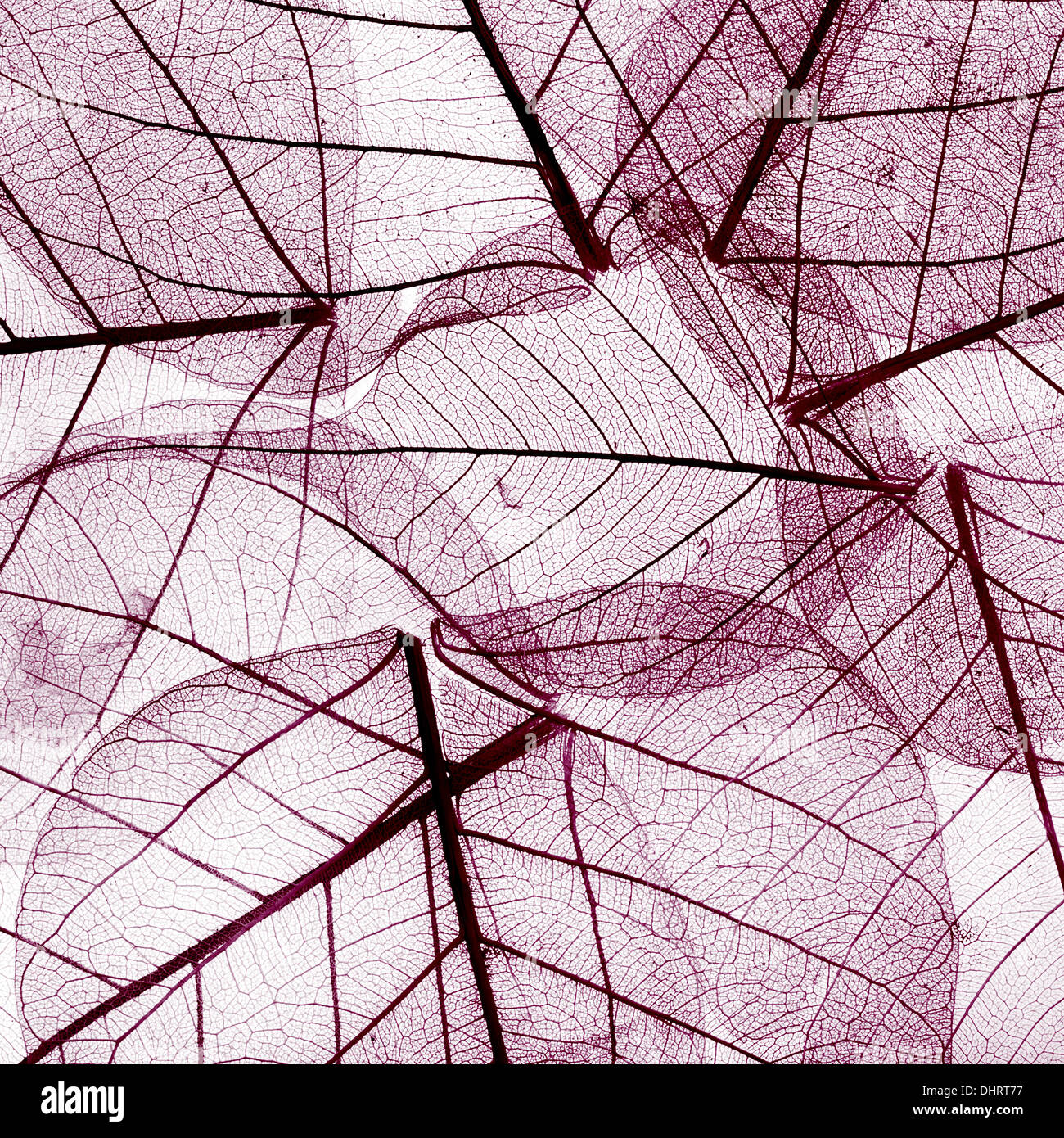 purple background from transparent dried fall leaves Stock Photo - Alamy