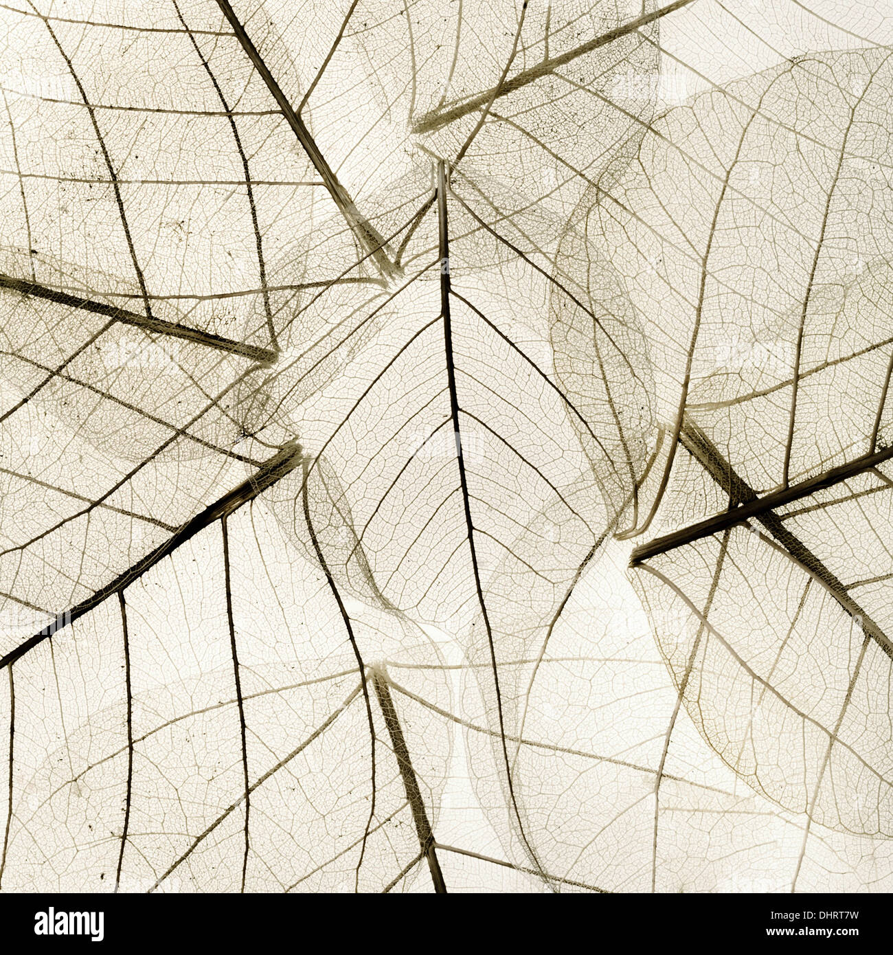 warm grey background from transparent dried fall leaves Stock Photo - Alamy