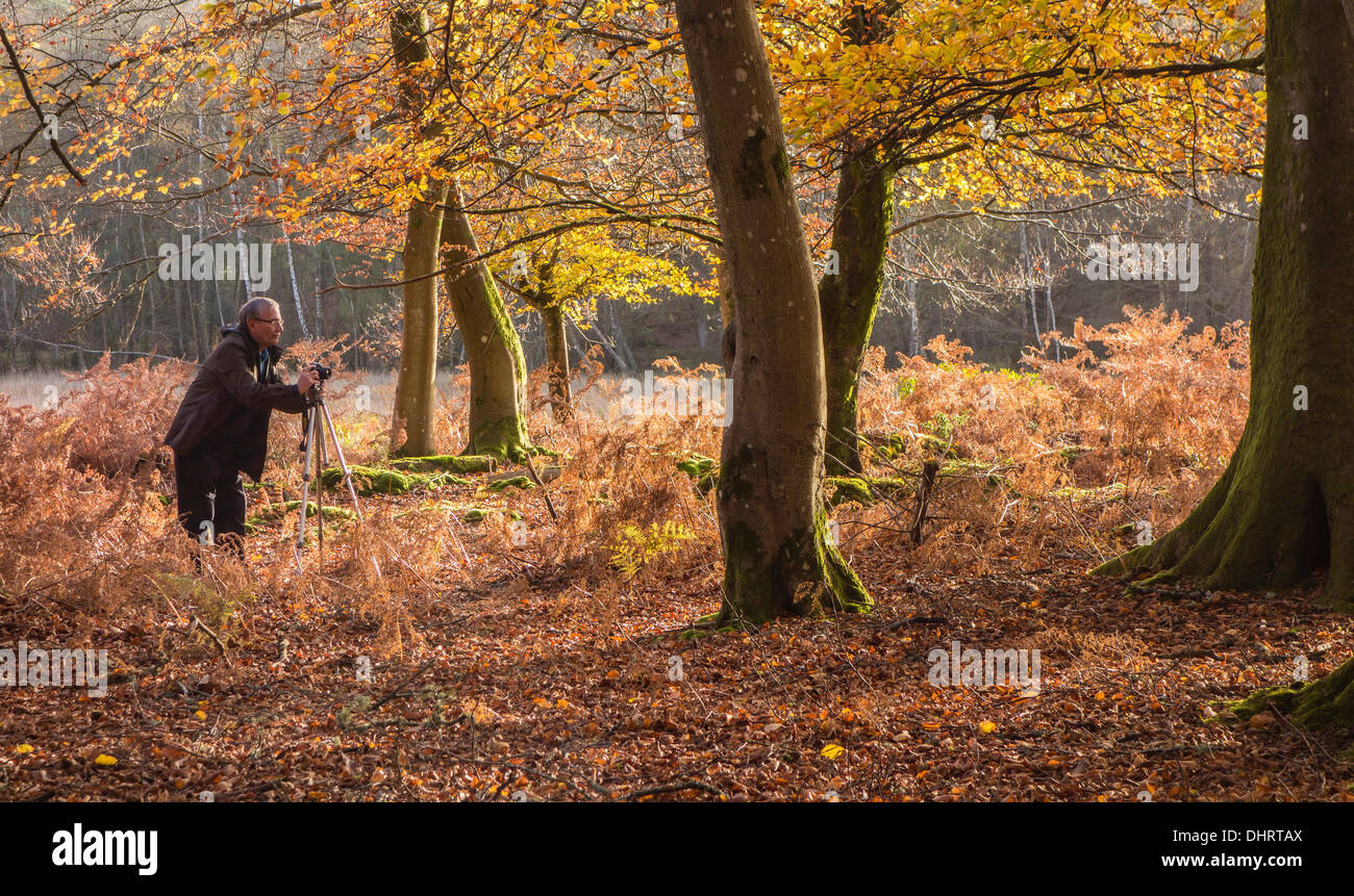 Photographer taking photographs of the Autumn colours in the New Forest ...