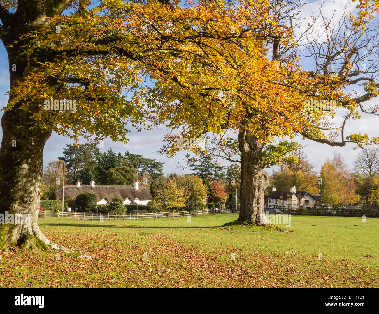 Beech tree and cottage new forest hi-res stock photography and images ...