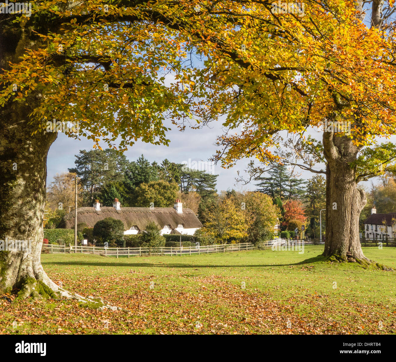 Beech Tree Autumn Colours, Swan Green, Lyndhurst, New Forest National ...