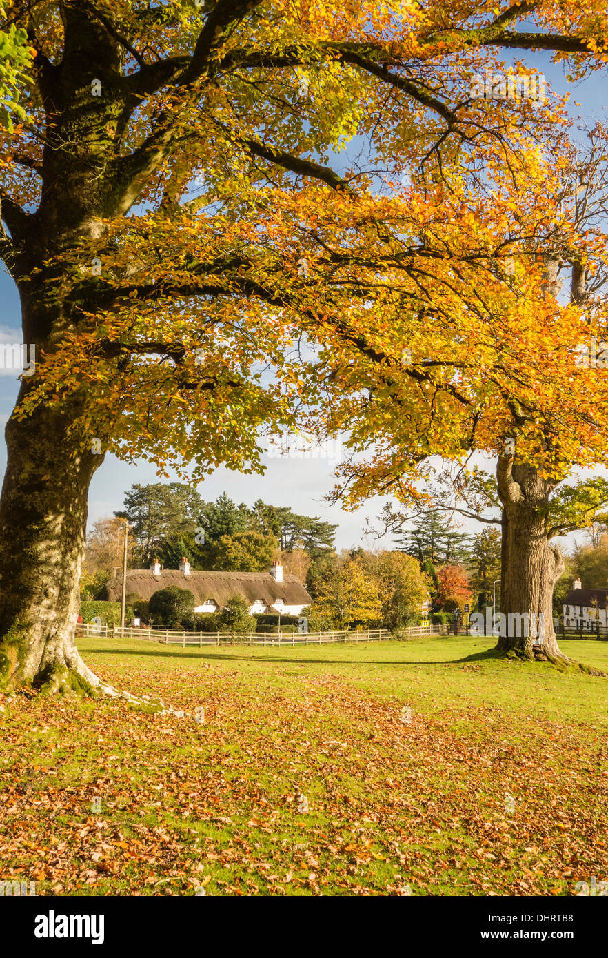 Beech Tree Autumn Colours, Swan Green, Lyndhurst, New Forest National ...