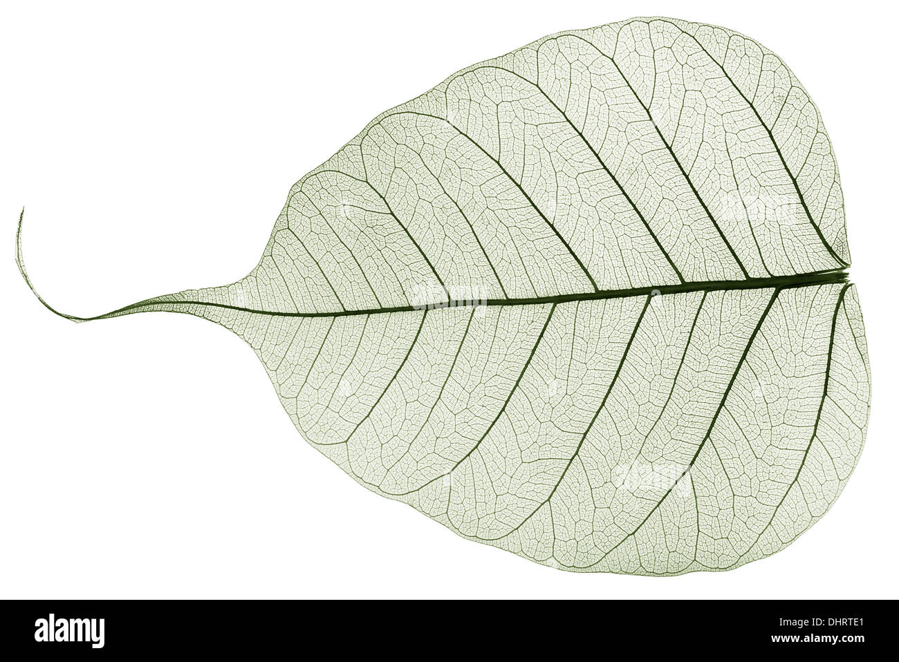 green transparent dried fallen leaf isolated on white background Stock ...