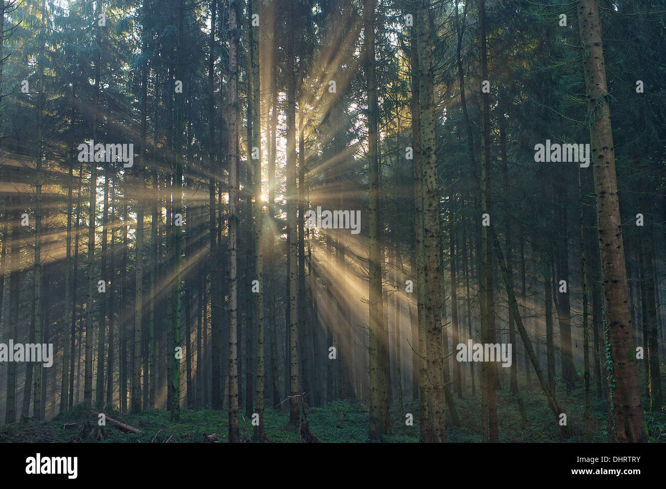 Sun shining through trees into fog thereby the sun rays are made ...
