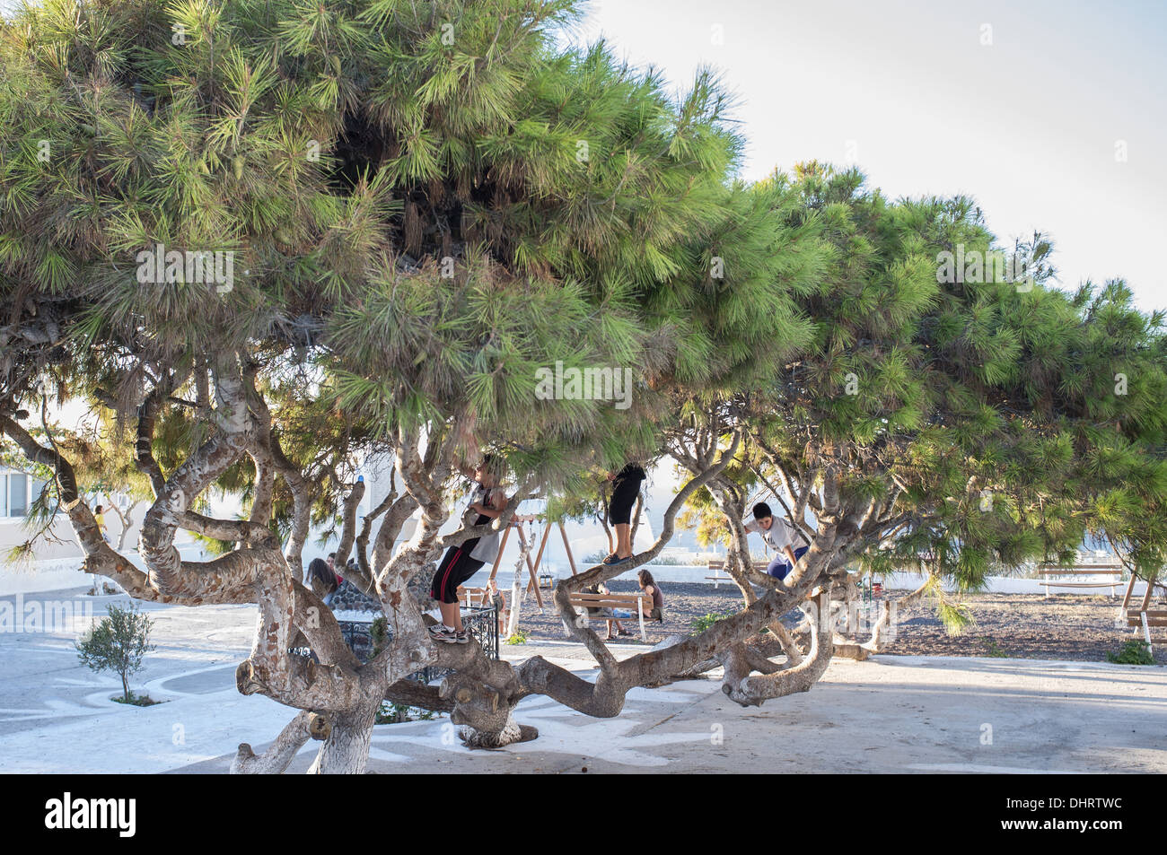 3 kids playing with a tree Stock Photo - Alamy