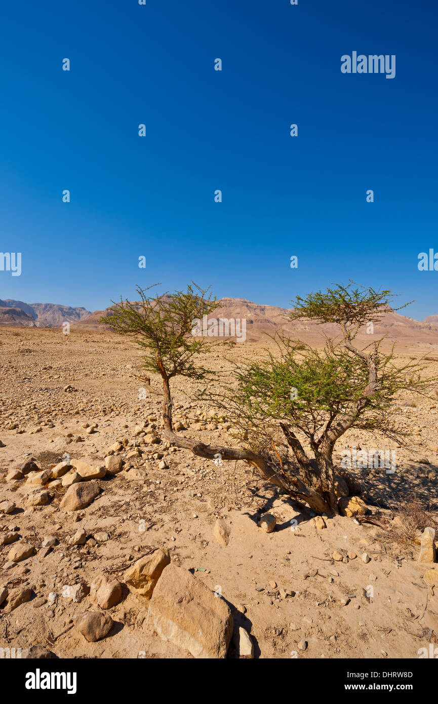 Tree in Desert Stock Photo - Alamy