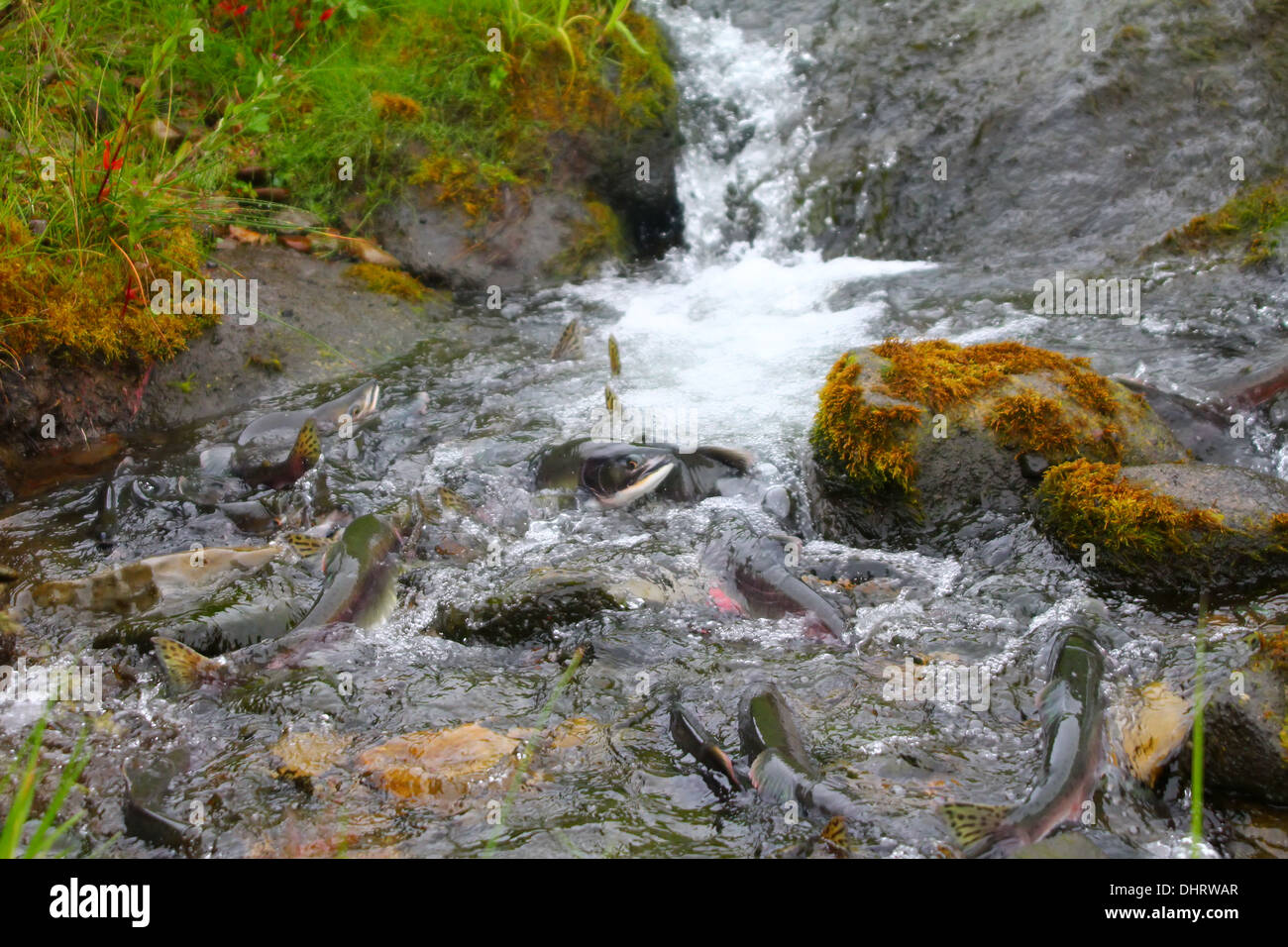 hunchback salmon (Oncorhynchus gorbuscha Stock Photo - Alamy