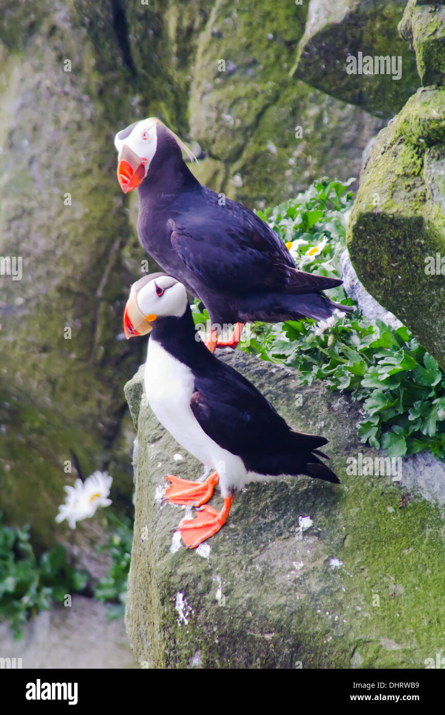 Puffin watch hi-res stock photography and images - Alamy