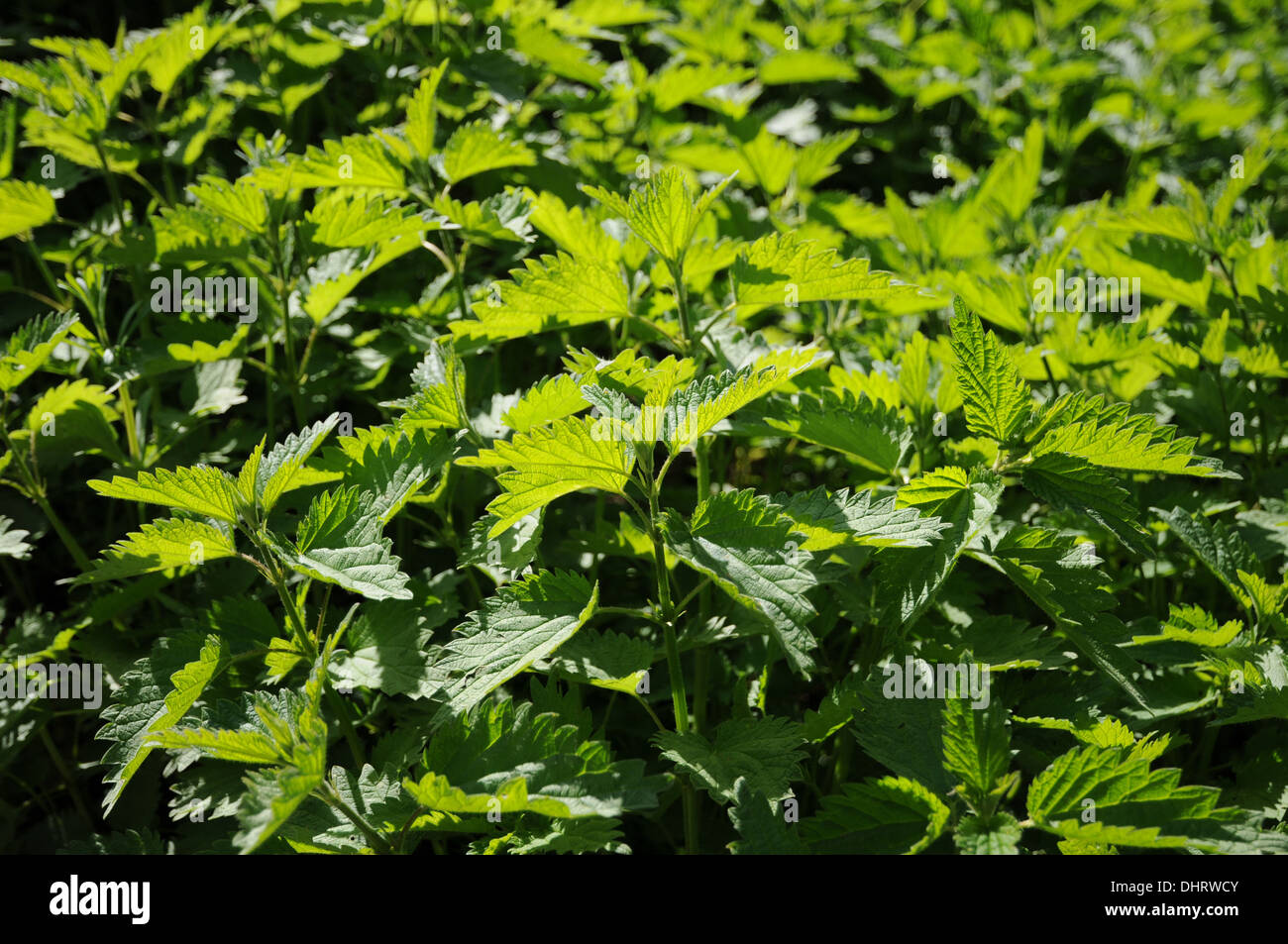 Plants that sting hi-res stock photography and images - Alamy
