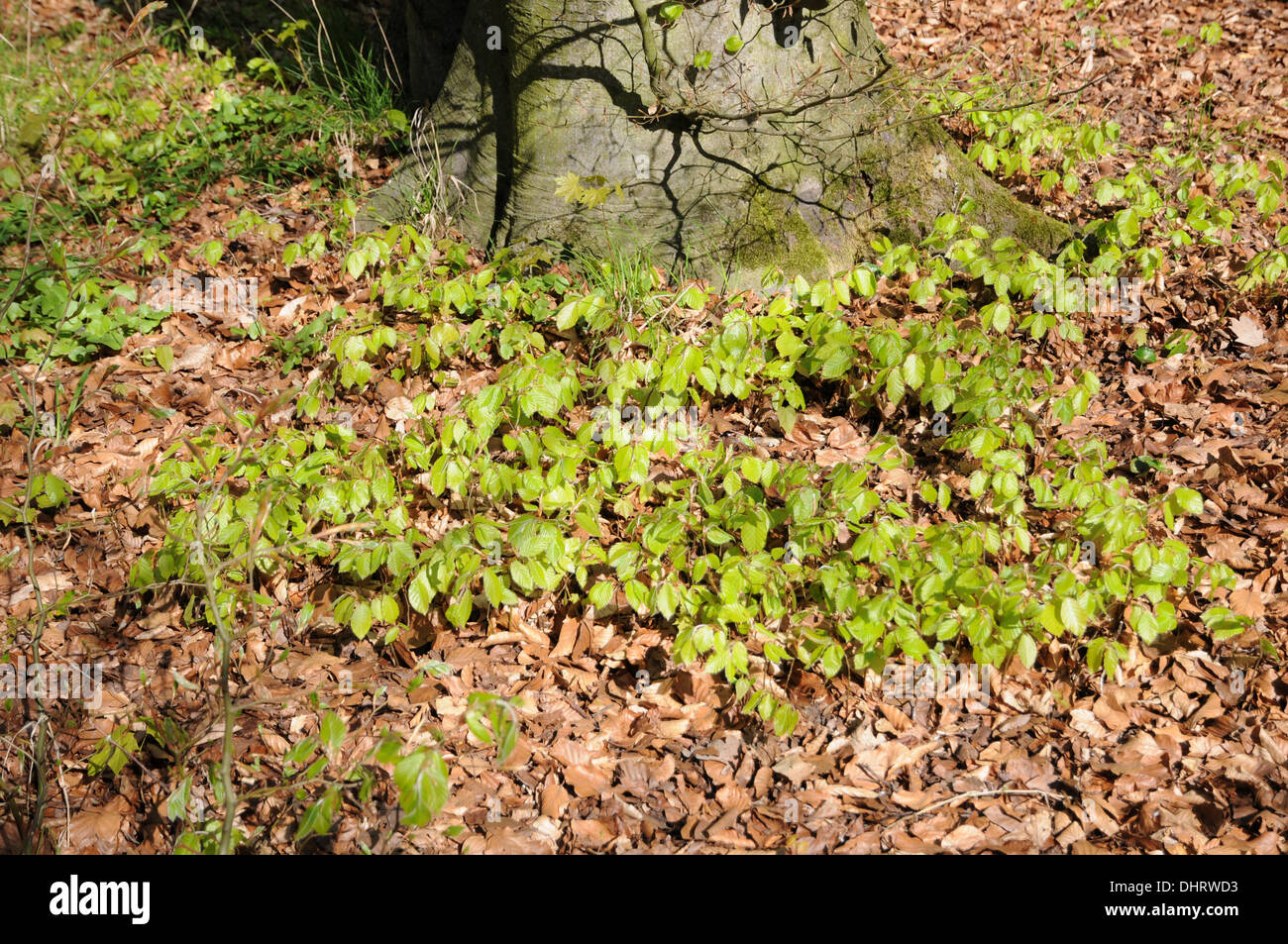 Beeches hi-res stock photography and images - Alamy