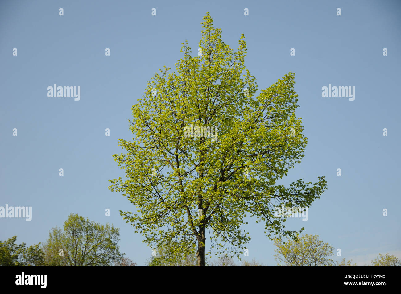Largeleaved lime hi-res stock photography and images - Alamy