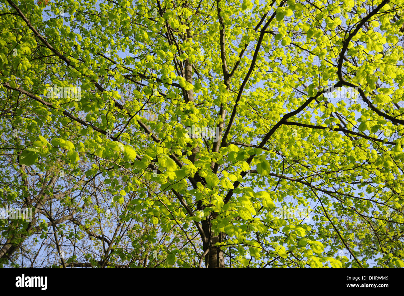 Largeleaved lime hi-res stock photography and images - Alamy