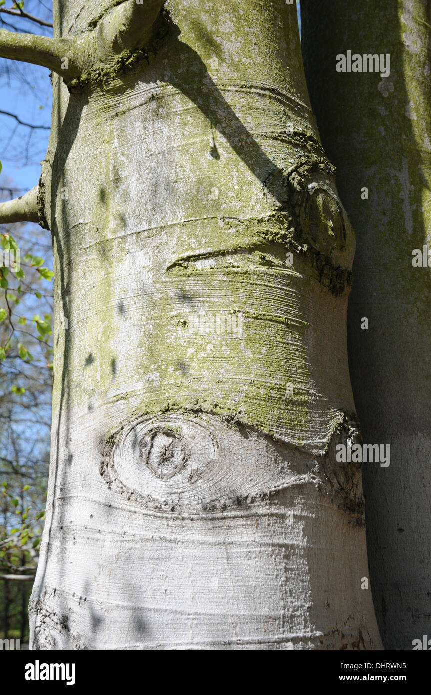 Buchen Rinde High Resolution Stock Photography and Images - Alamy