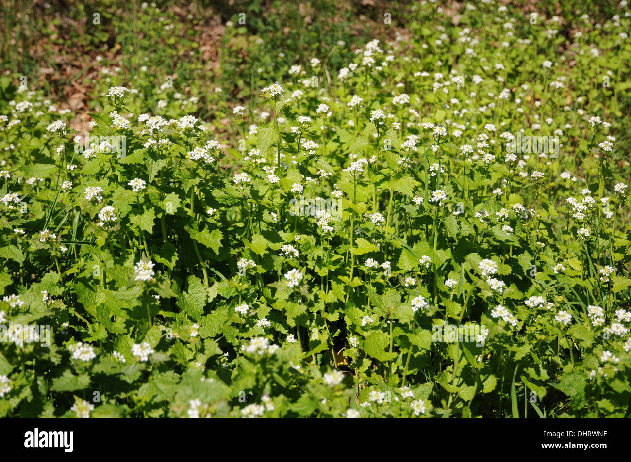 Plant alliaria officinalis hi-res stock photography and images - Alamy