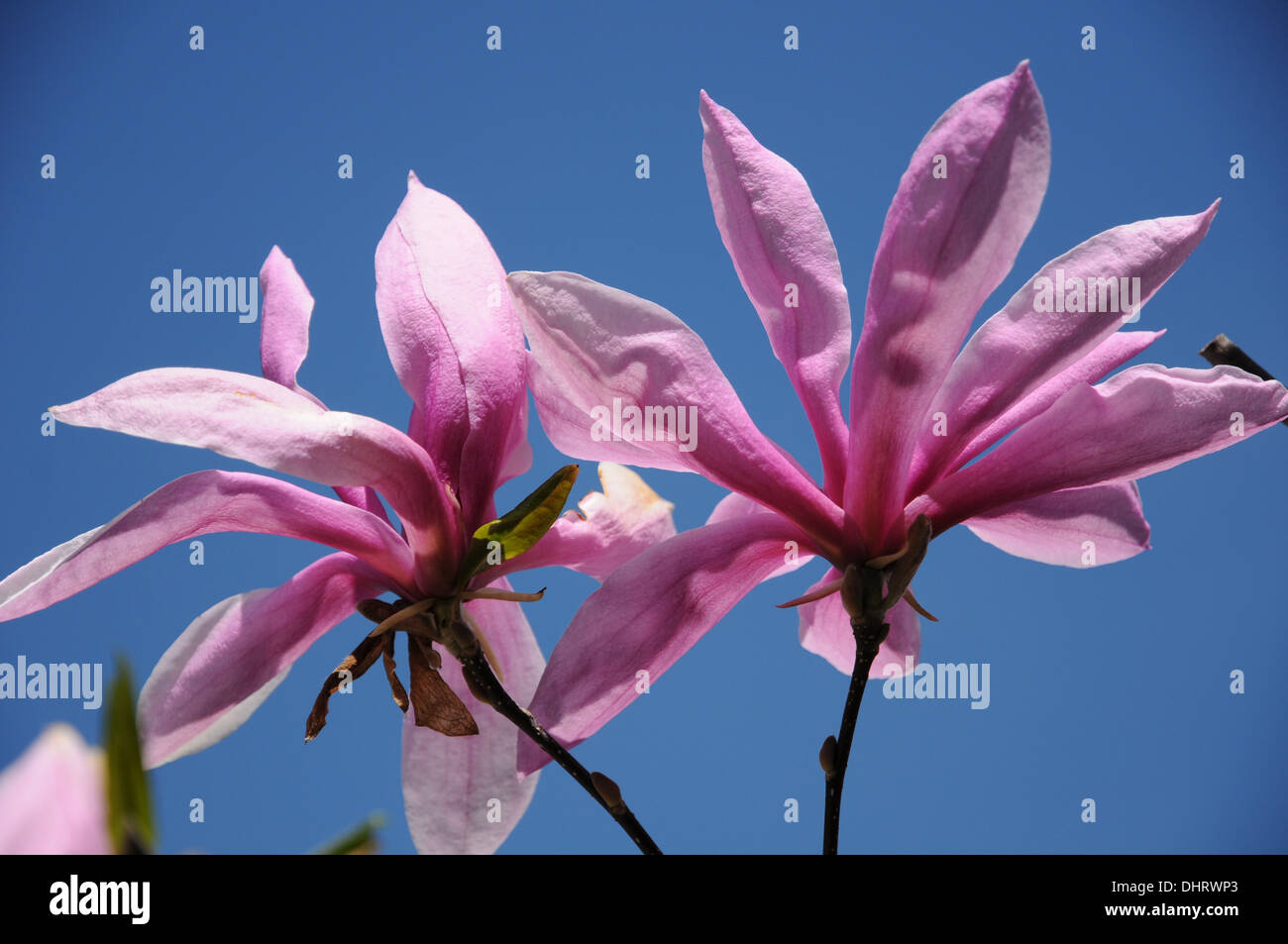 Lily magnolia hi-res stock photography and images - Alamy