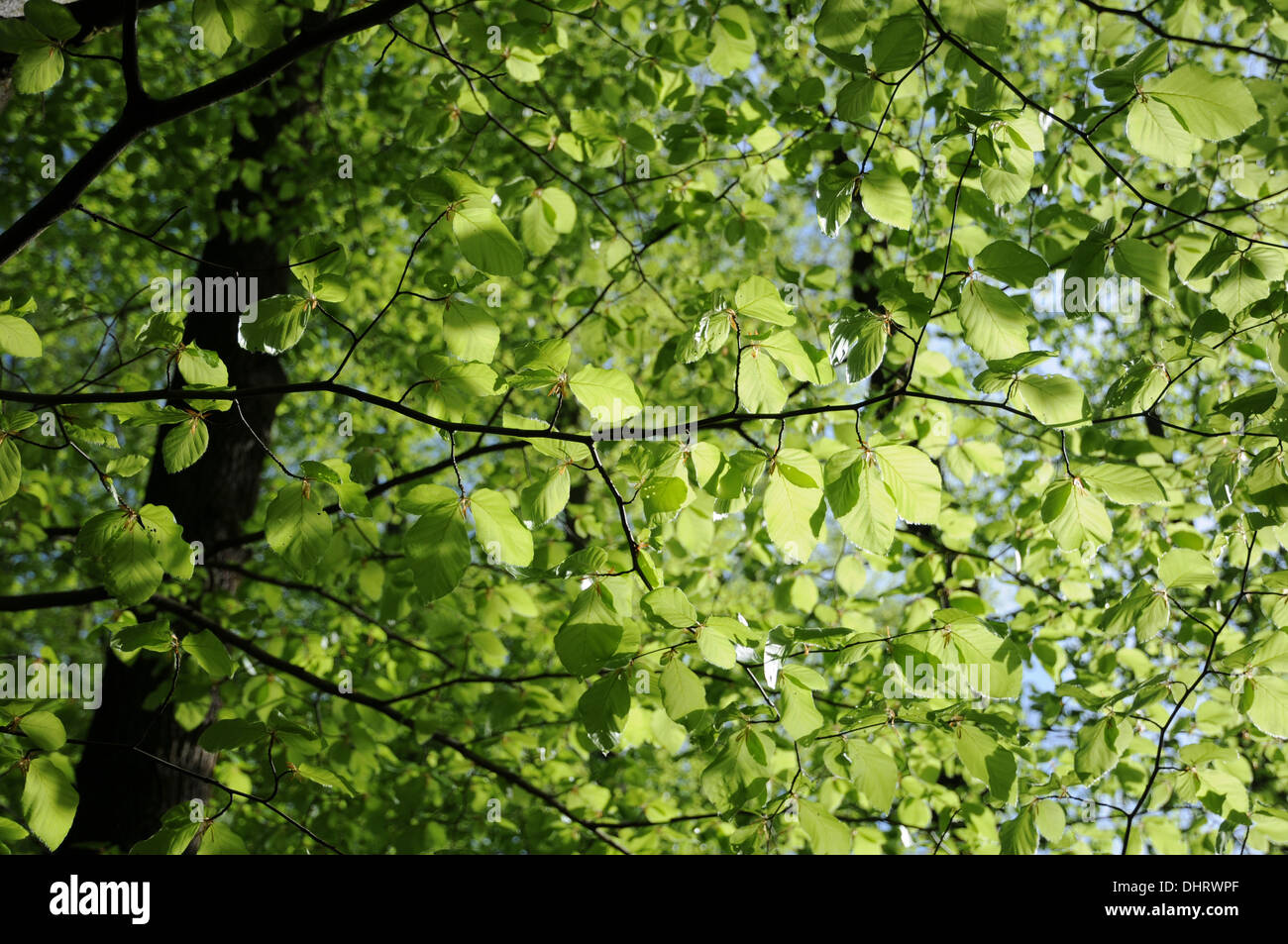 Buchen baum bäume beech fagus tree trees hi-res stock photography and ...