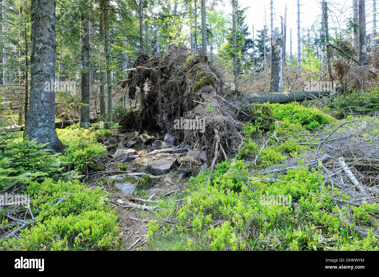 old and feeble coniferous tree on ground Stock Photo - Alamy