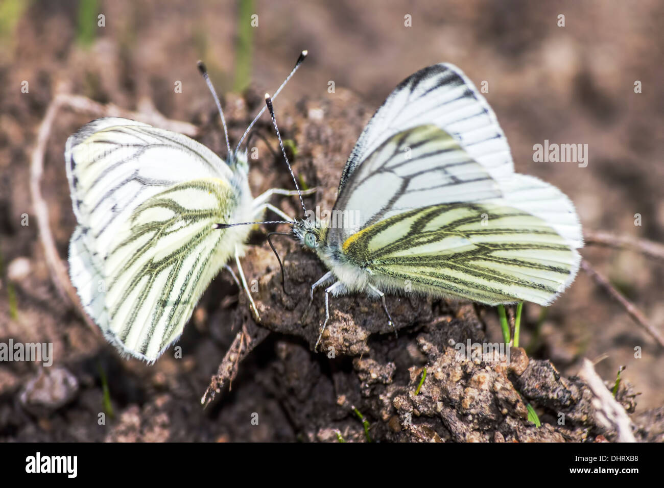 The Green-veined White (Pieris napi Stock Photo - Alamy