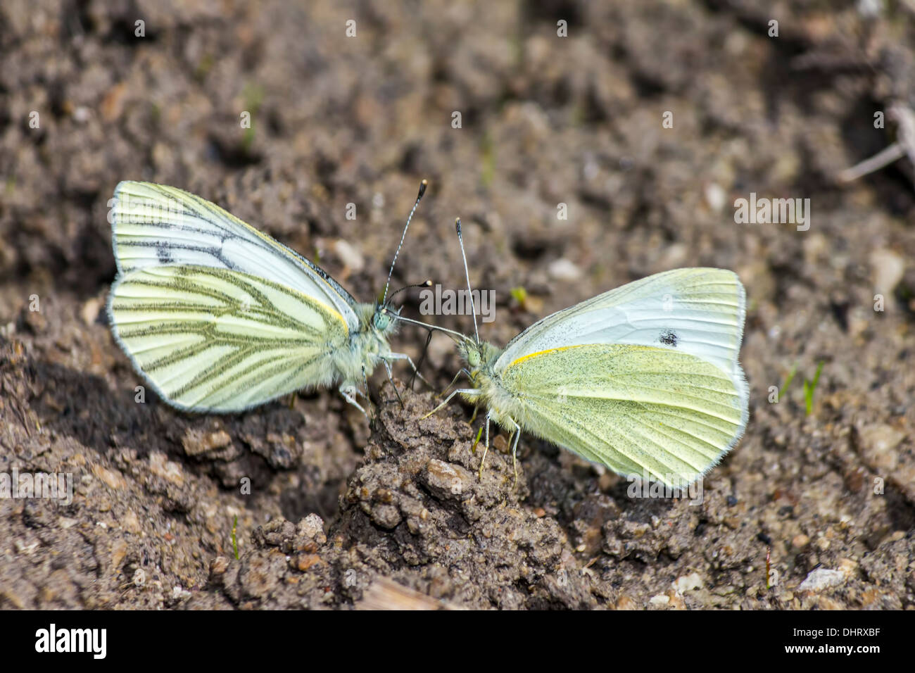 The Green-veined White (Pieris napi Stock Photo - Alamy