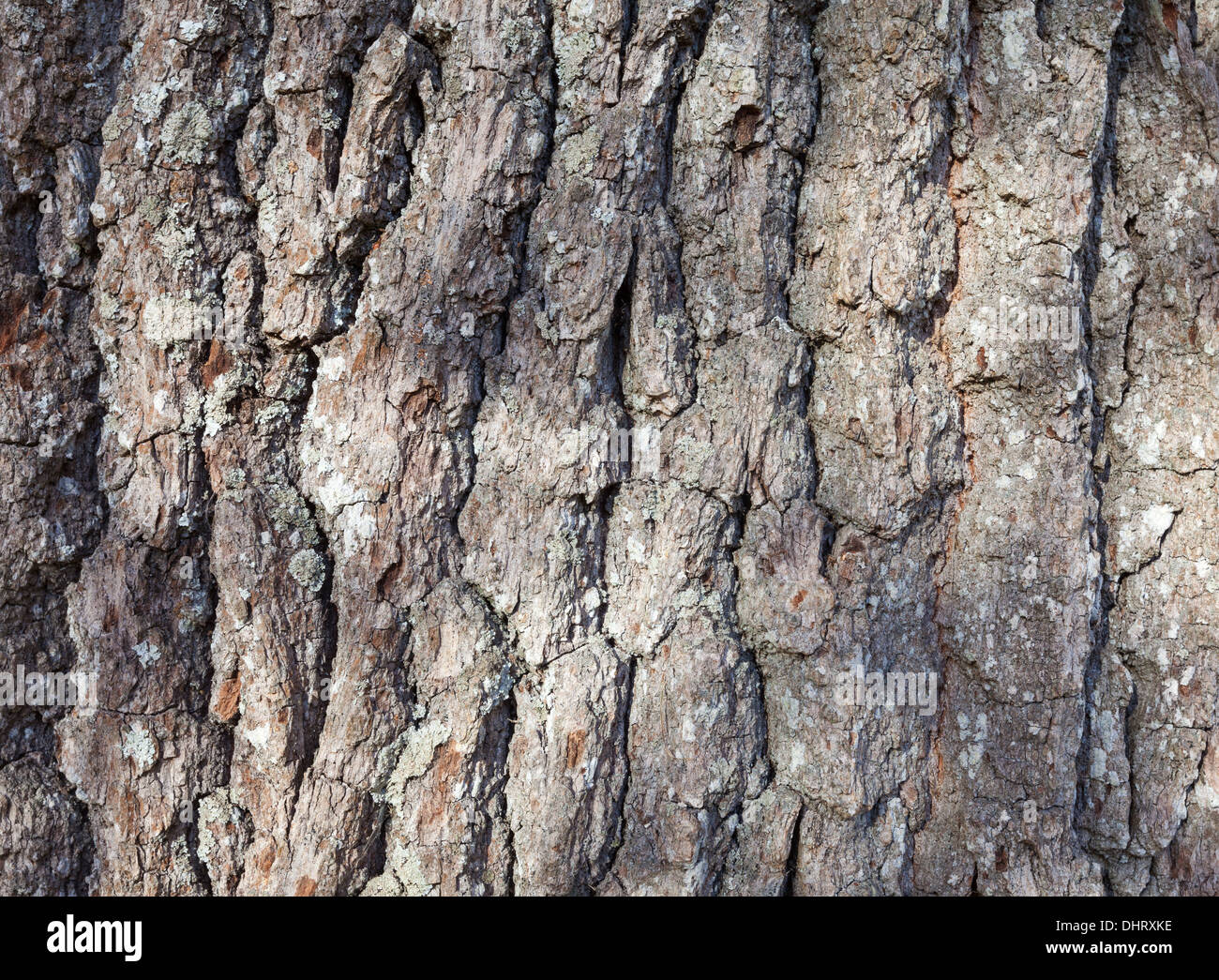 Oak bark hi-res stock photography and images - Alamy