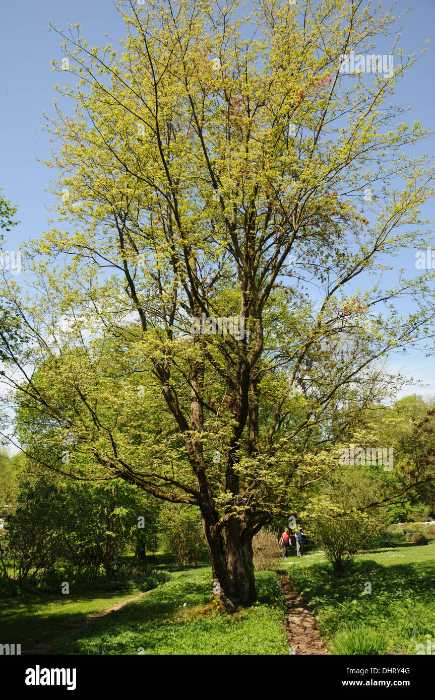Swamp Maple Stock Photos & Swamp Maple Stock Images - Alamy